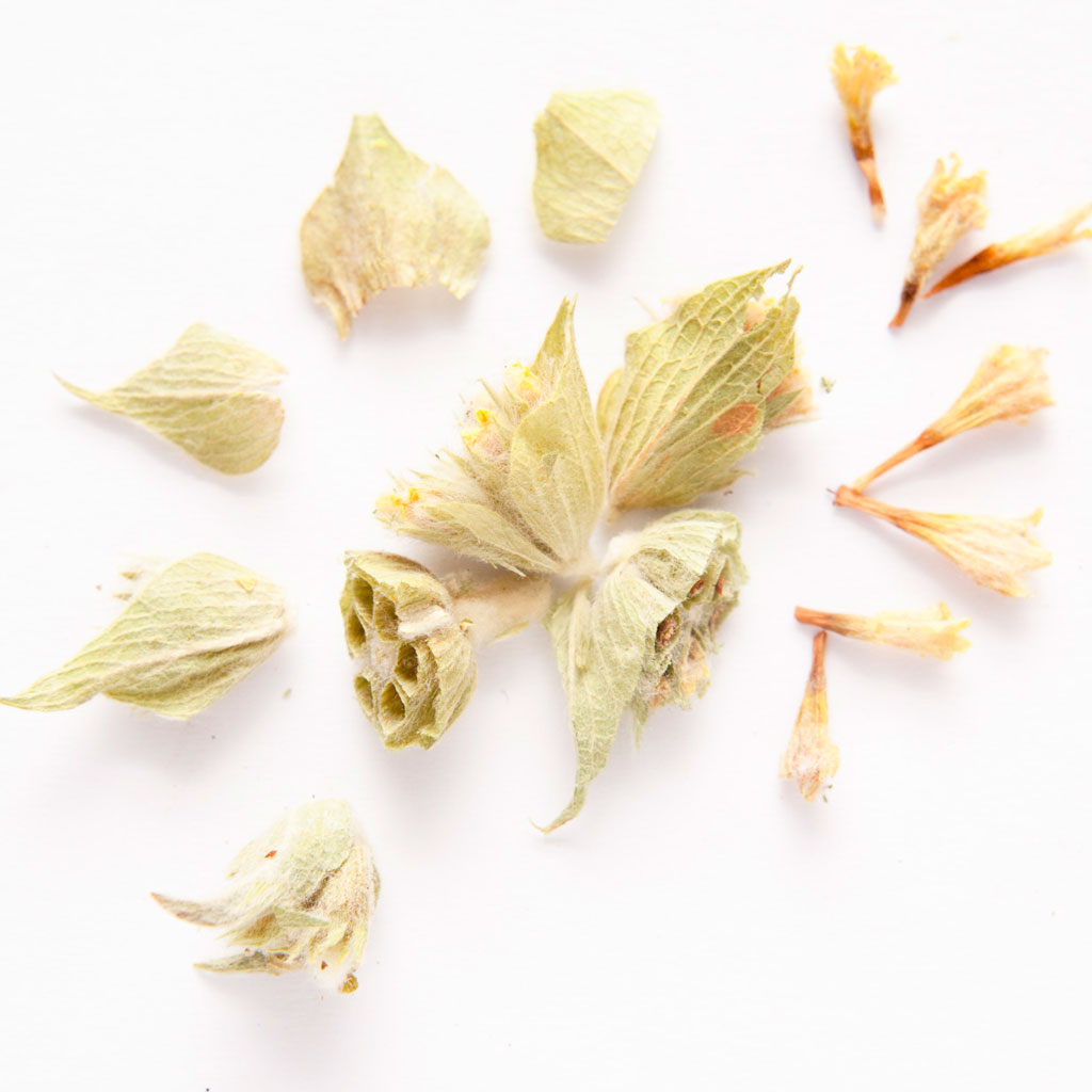 Sideritis Syriaca or Stregonia or Mountain Tea ORGANIC | TerzaLuna.com